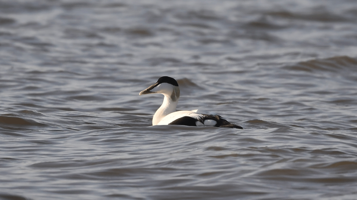 Filey Bird Observatory and Group – Recording And Studying of Filey’s Birds
